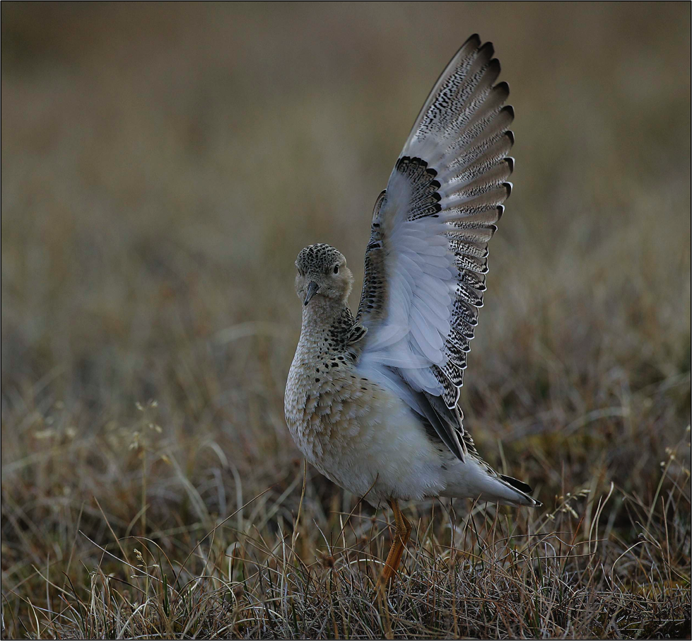 ONE HEALTH | WCS – Engaging with communities and wildlife in the Arctic ...
